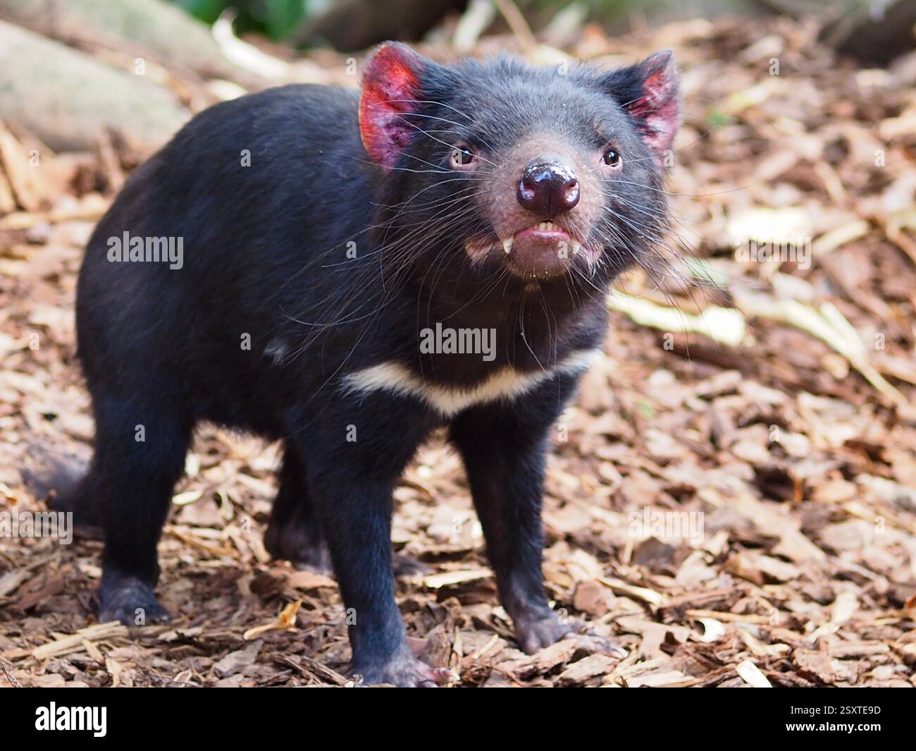 Outstanding smell hi-res stock photography and images - Alamy