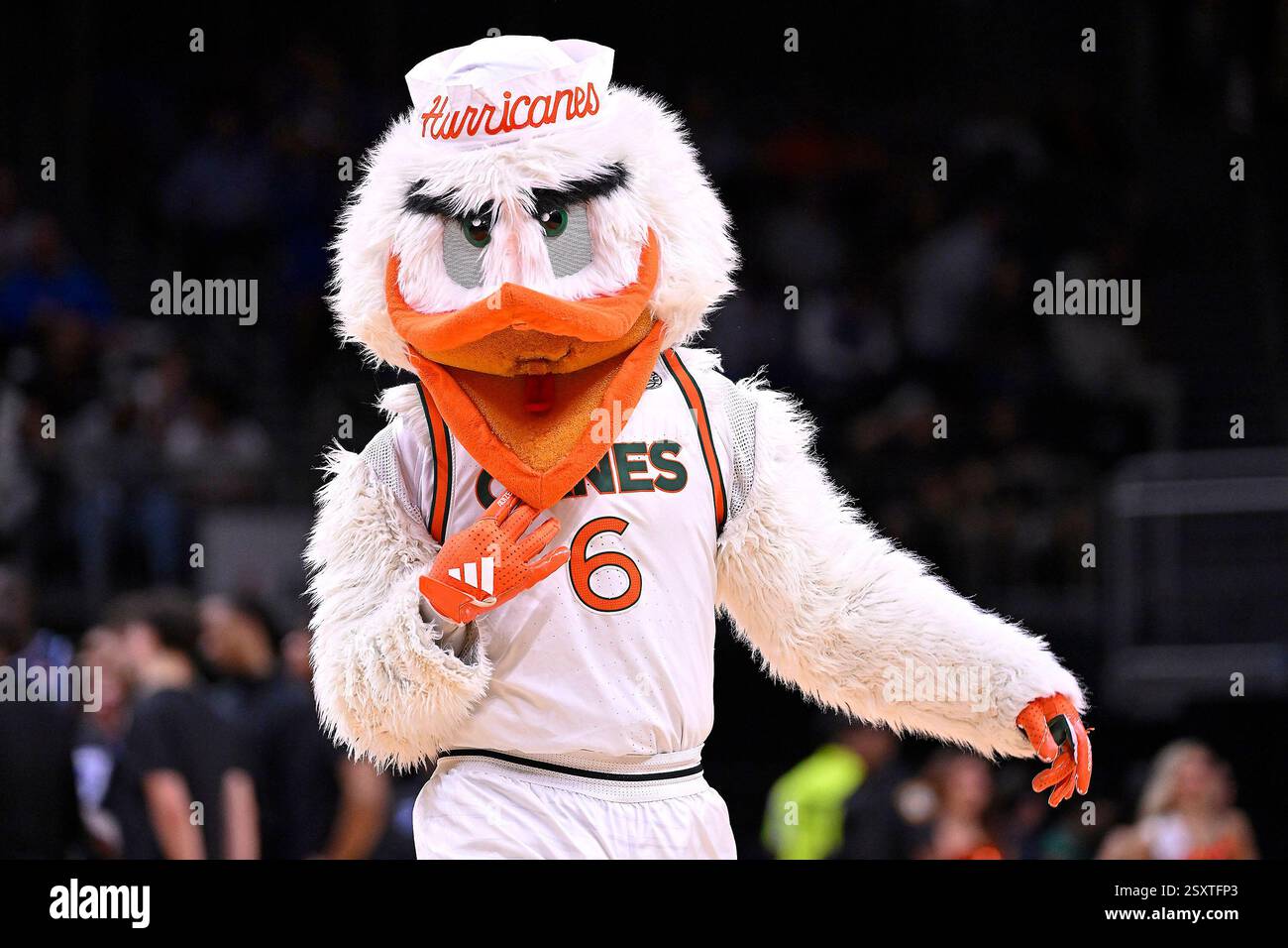 CORAL GABLES, FL - FEBRUARY 25: Miami's mascot, Sebastian the Ibis ...