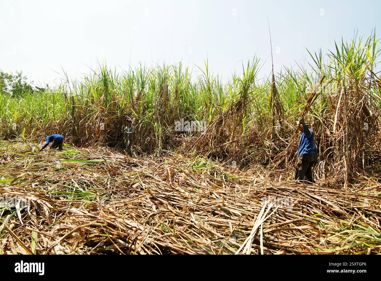 Workers harvesting sugarcane at a plantation area, which is managed to ...