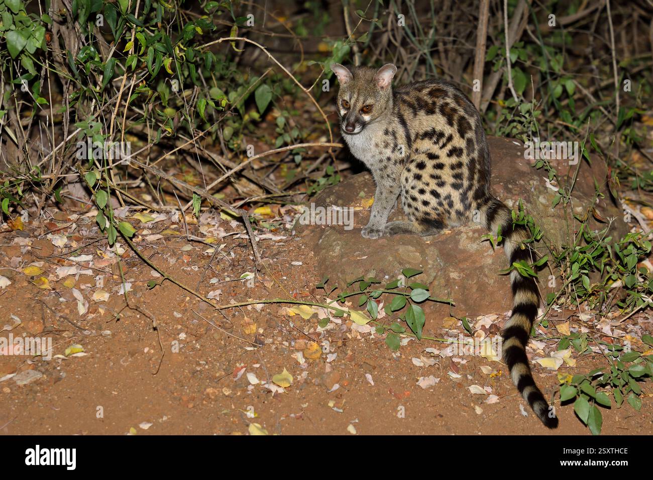 Südliche Großfleck-Ginsterkatze / South African large-spotted genet ...