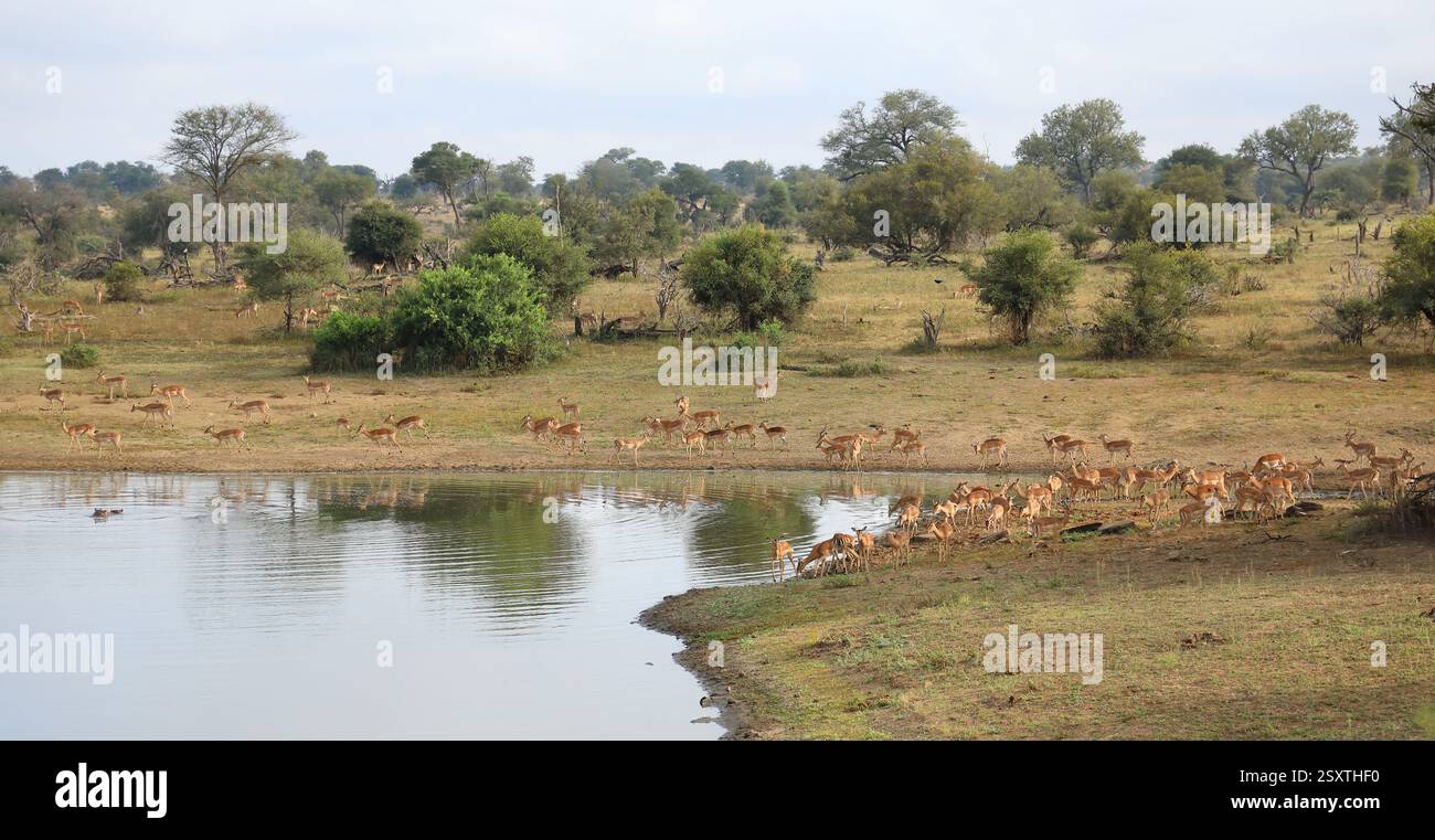 Schwarzfersenantilope am Nsemani Dam / Impala at Nsemani Dam ...