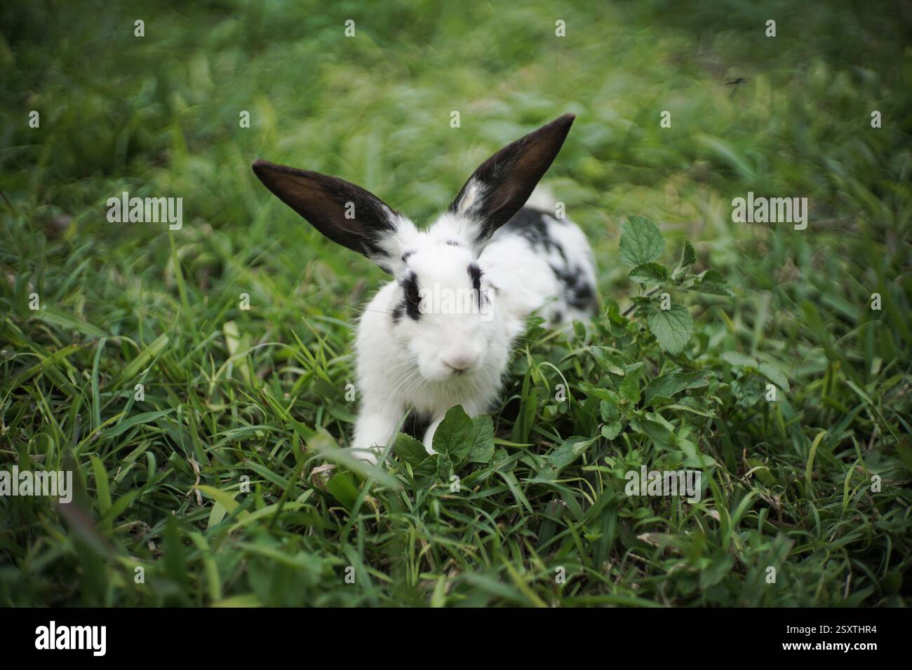 rabbit playing on the grass Stock Photo - Alamy