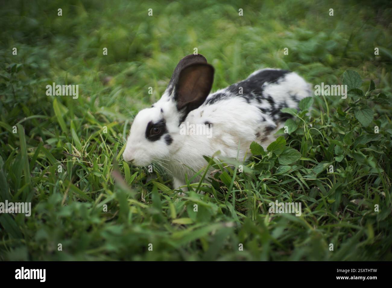 Baby playing brown rabbit hi-res stock photography and images - Alamy