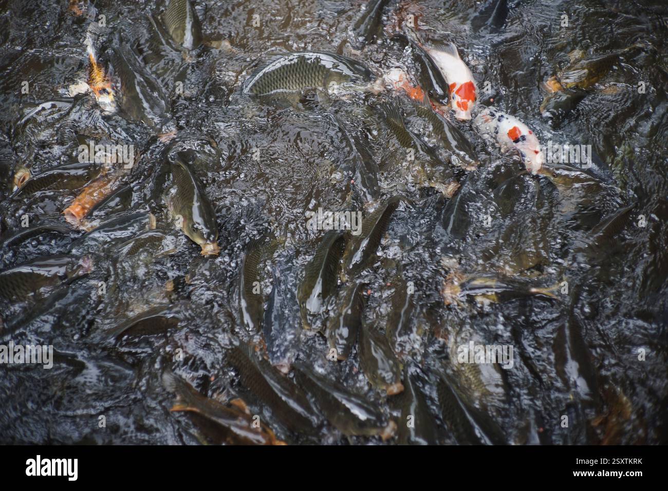 fish gather in clear and clean water Stock Photo - Alamy