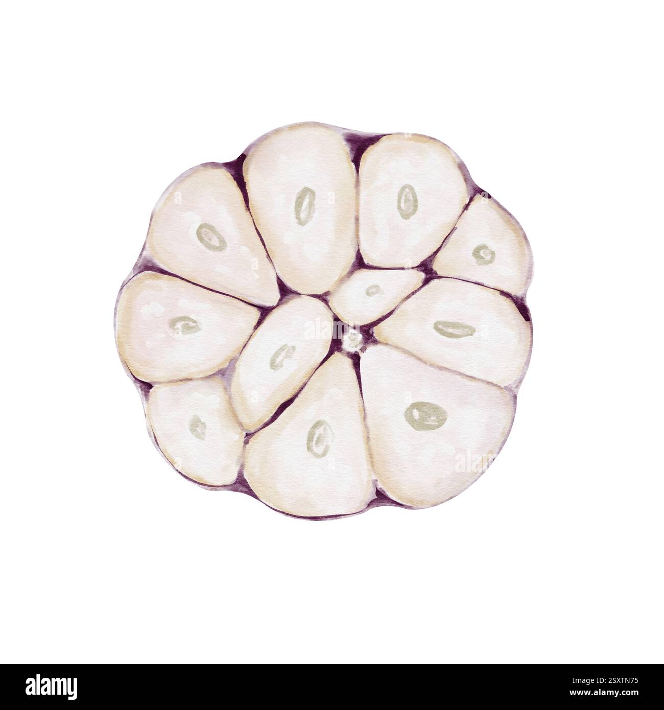 half garlic. the vegetable is cut in half. garlic cloves. seasoning and ...