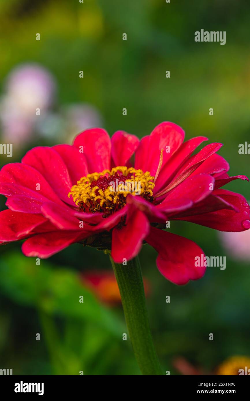 A stunning red flower stands tall amidst a vibrant garden, its vivid ...