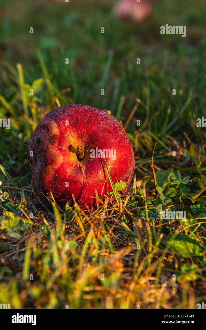 A bright red apple lies on the ground surrounded by vibrant green grass ...