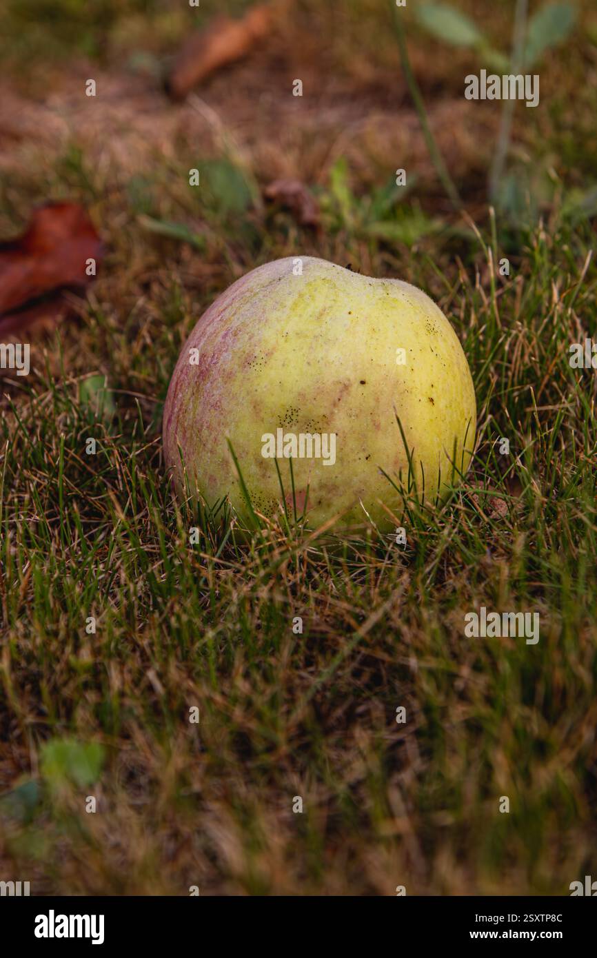 A solitary apple lies on the soft, green grass amidst a backdrop of ...
