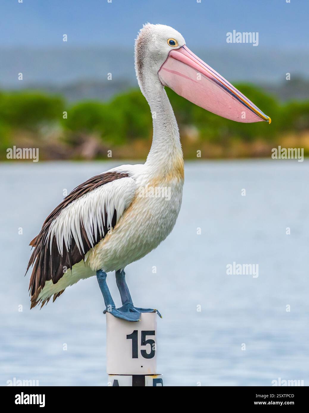 Pelican on a mooring at Mallacoota Inlet foreshore in Mallacoota ...