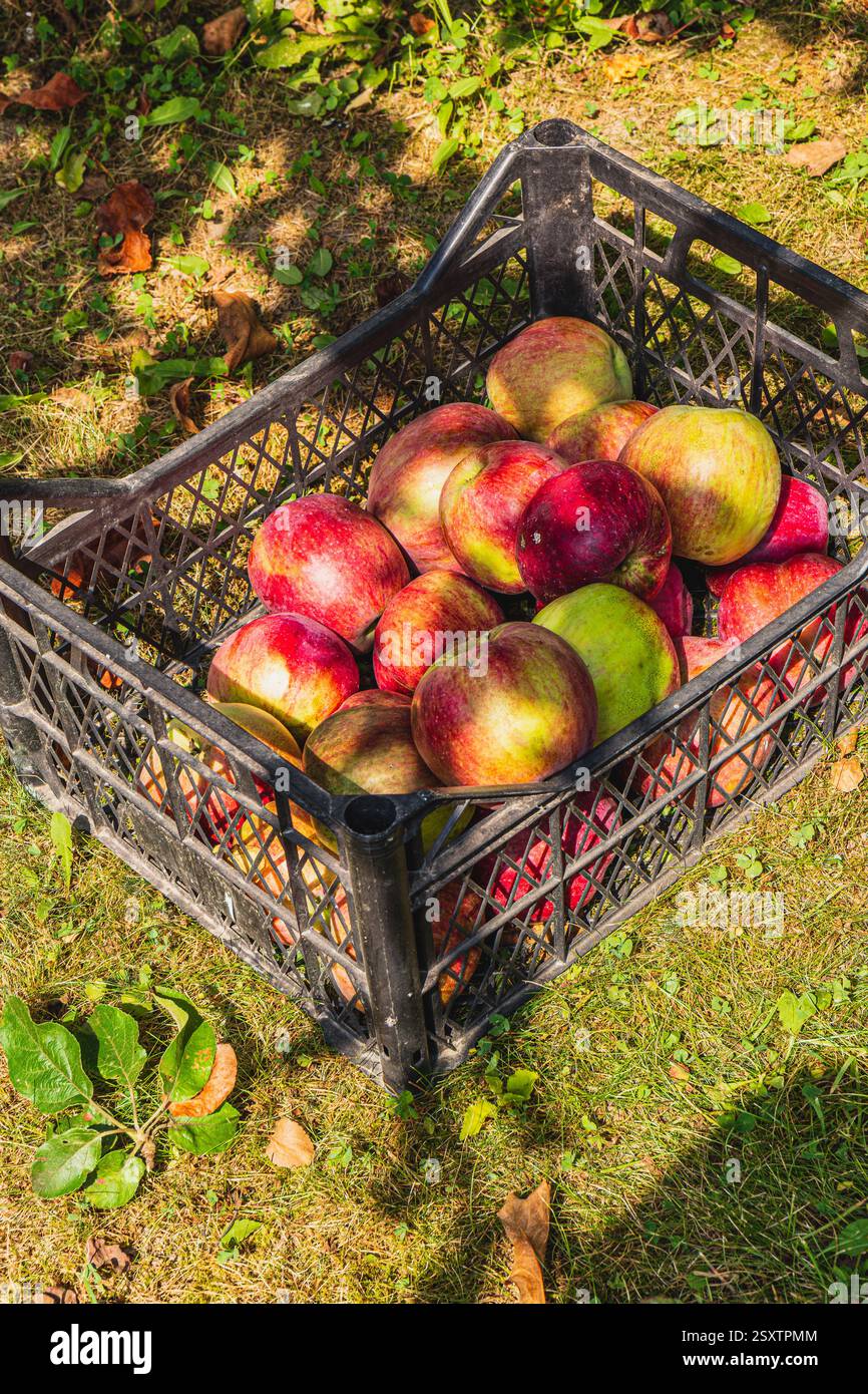 A black plastic crate overflows with vibrant, red and green apples as ...