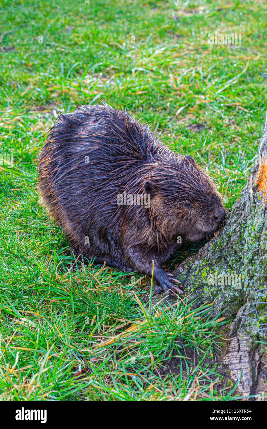 A Beaver gnawing on a tree root along the Steveston waterfront in ...