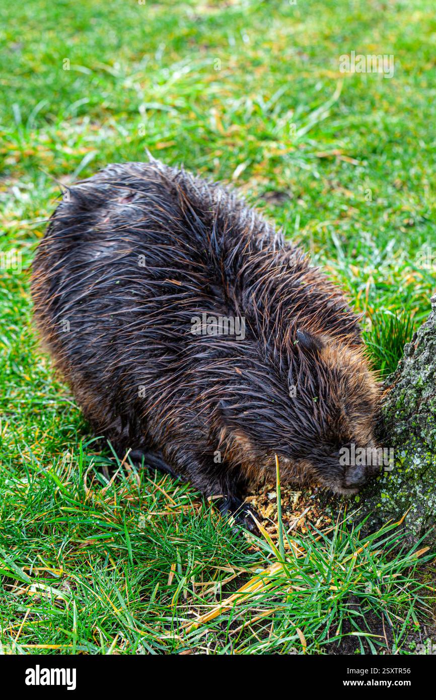 A Beaver gnawing on a tree root along the Steveston waterfront in ...