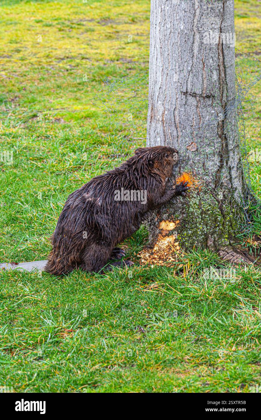 A Beaver gnawing on a tree root along the Steveston waterfront in ...