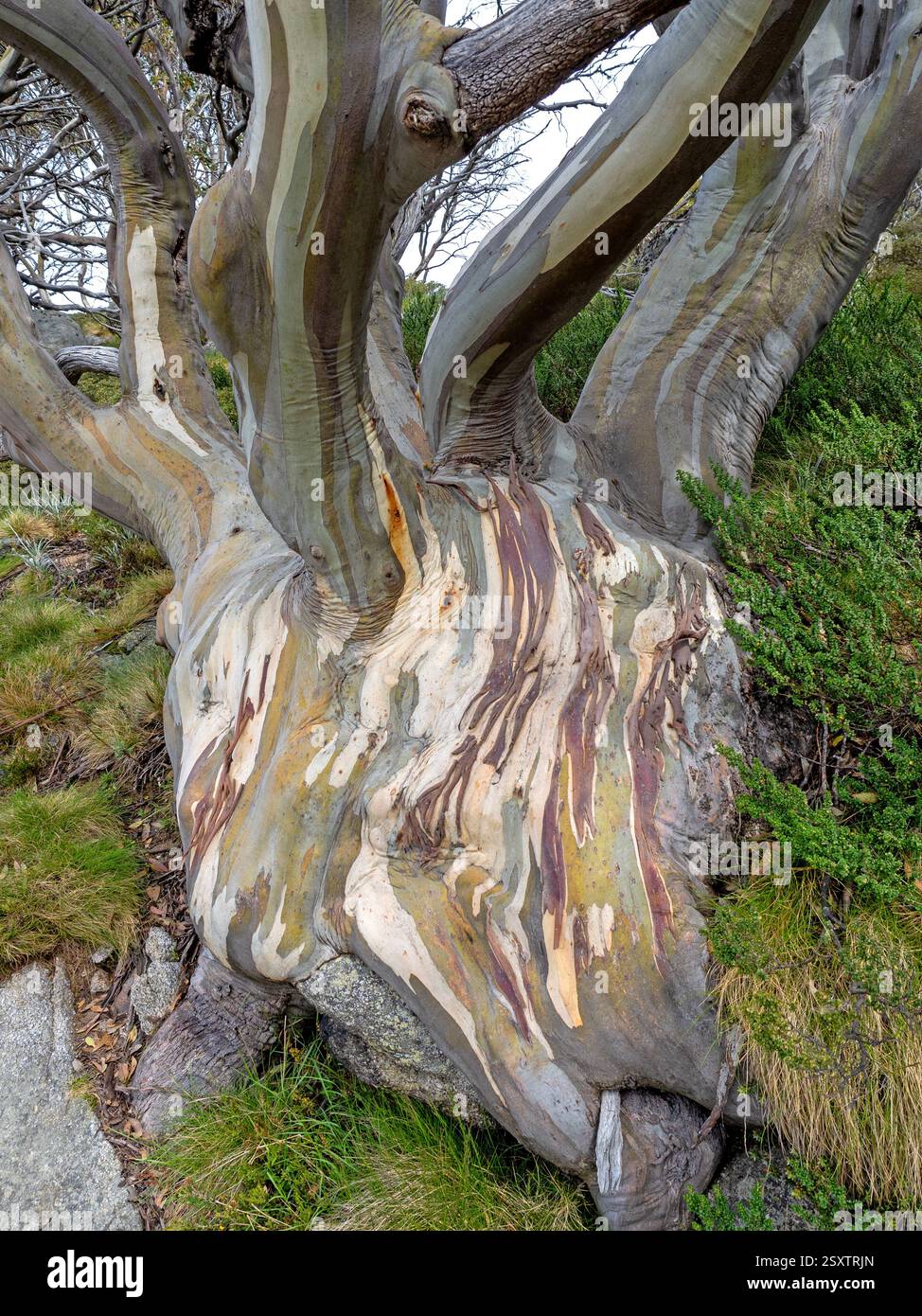 Snow gum, Kosciuszko National Park Stock Photo - Alamy