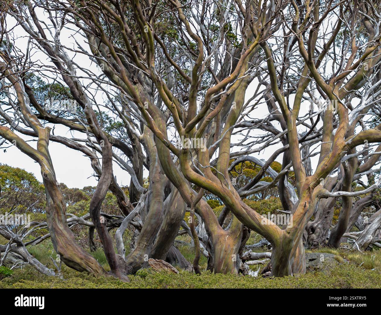 Snow gums, Kosciuszko National Park Stock Photo - Alamy