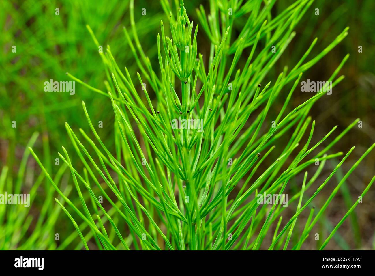 This horsetail plant displays vibrant green stems in a dense and ...