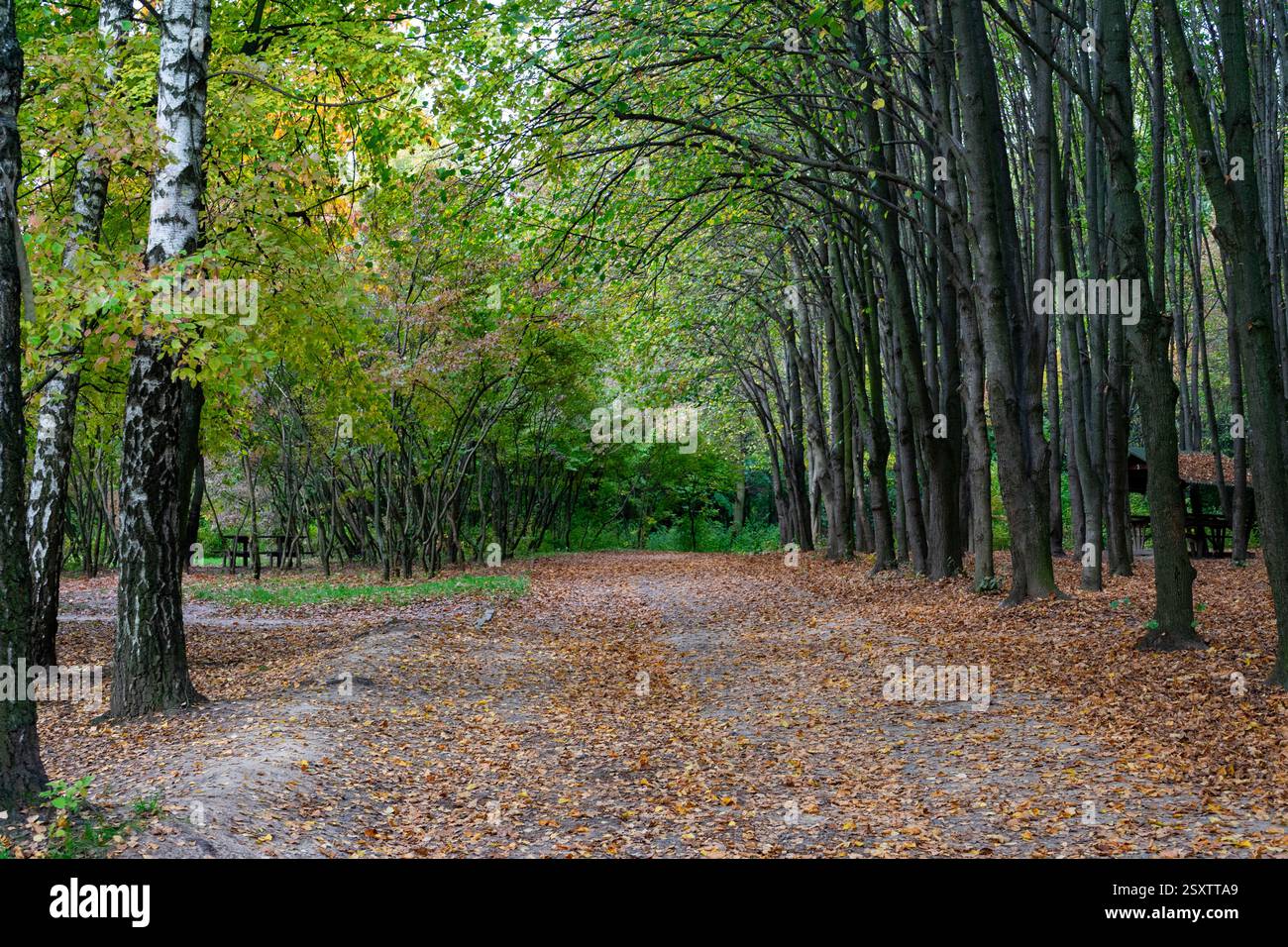 A serene path leads through a forest adorned with autumn colors. Trees ...