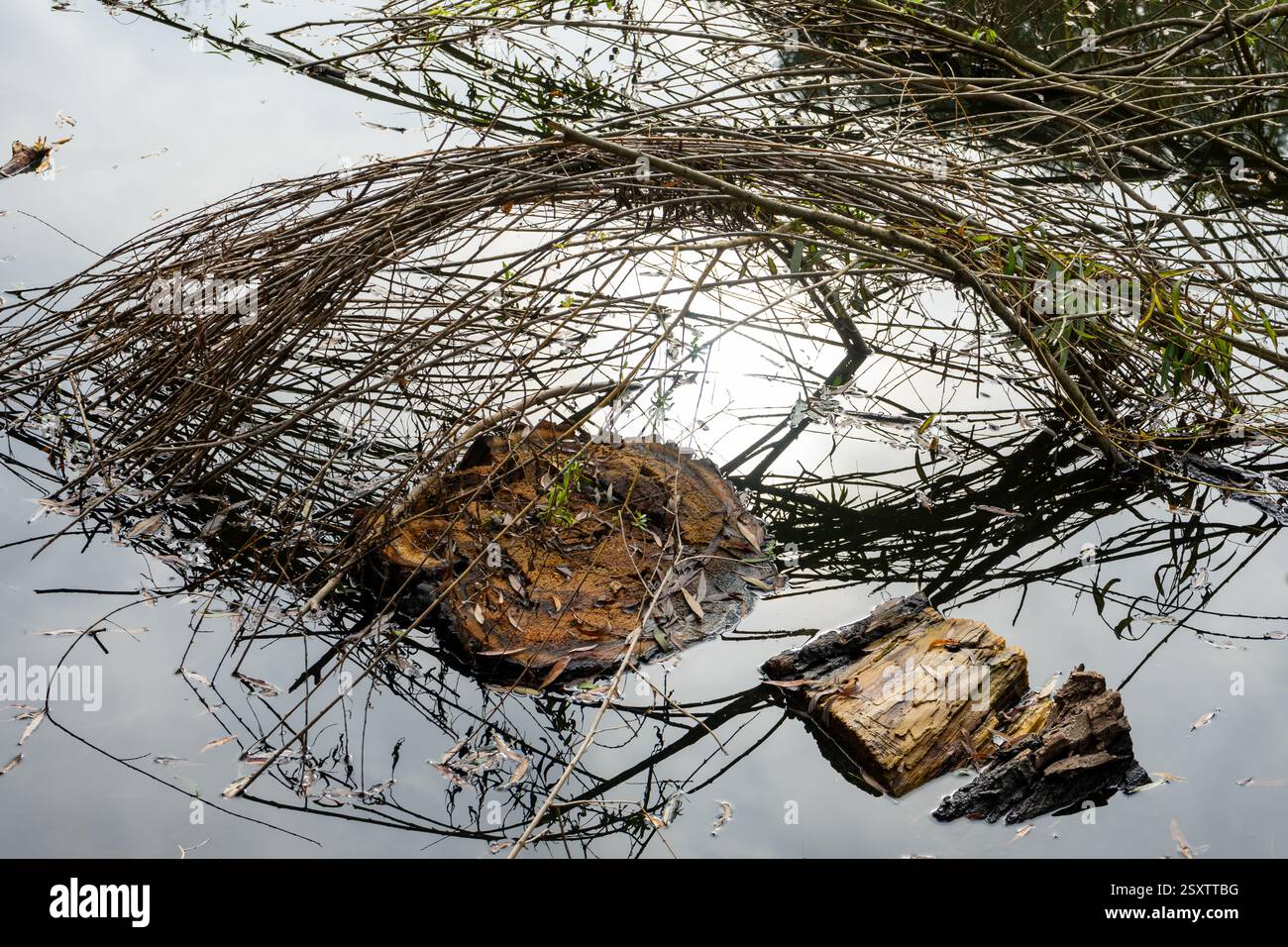 Branches and wooden logs float on a calm water surface, reflecting ...