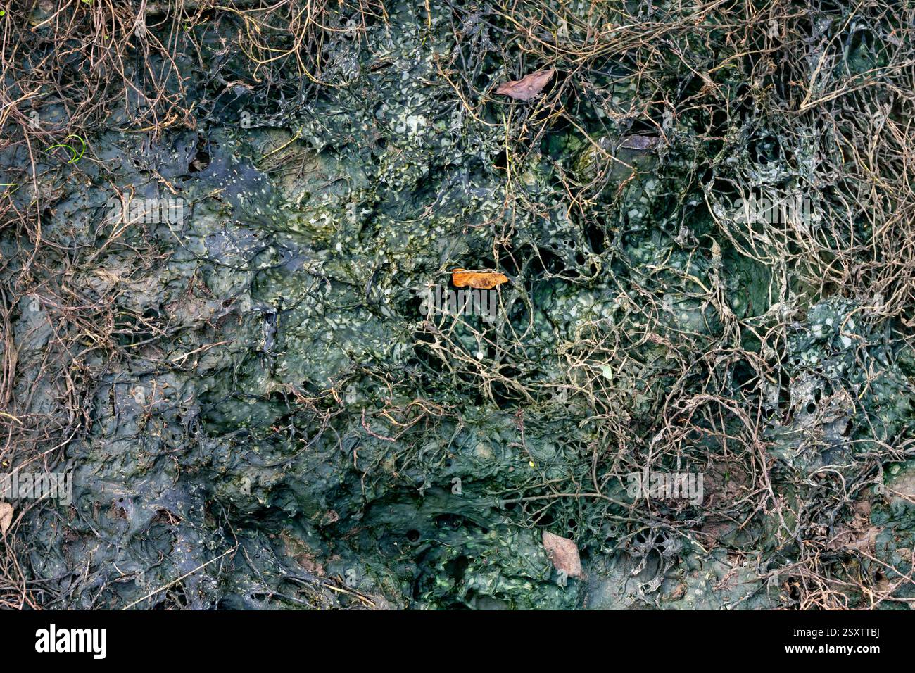 The mud hi hi-res stock photography and images - Alamy