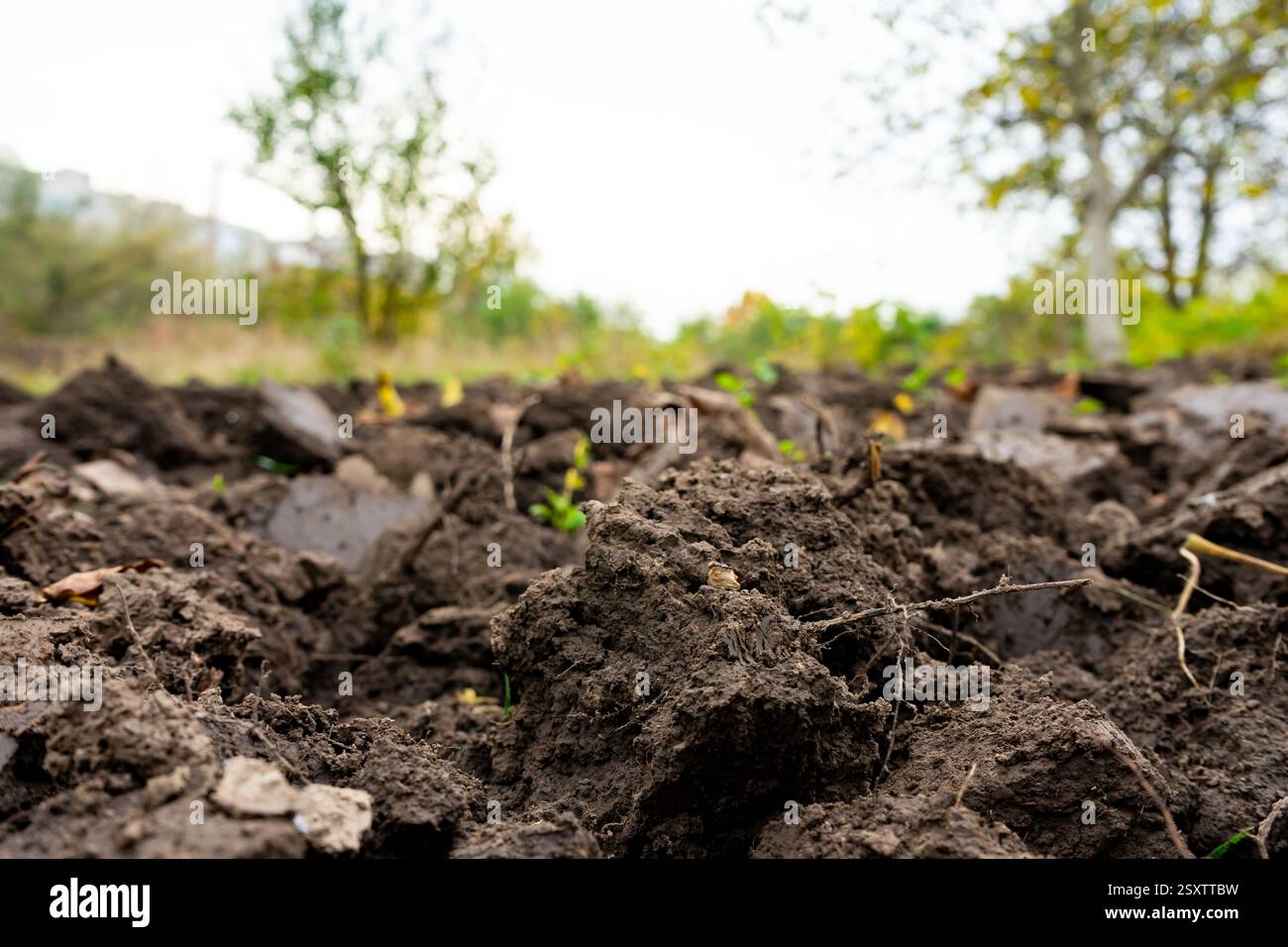 Close-up view of rich, dark soil in an agricultural area showcasing its ...