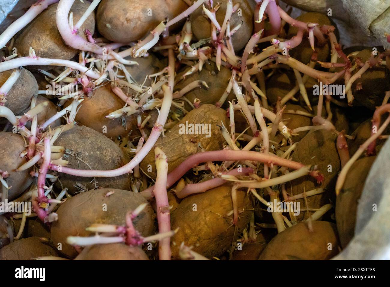 Fresh potatoes are gathered in a cloth bag, showcasing their sprouted ...