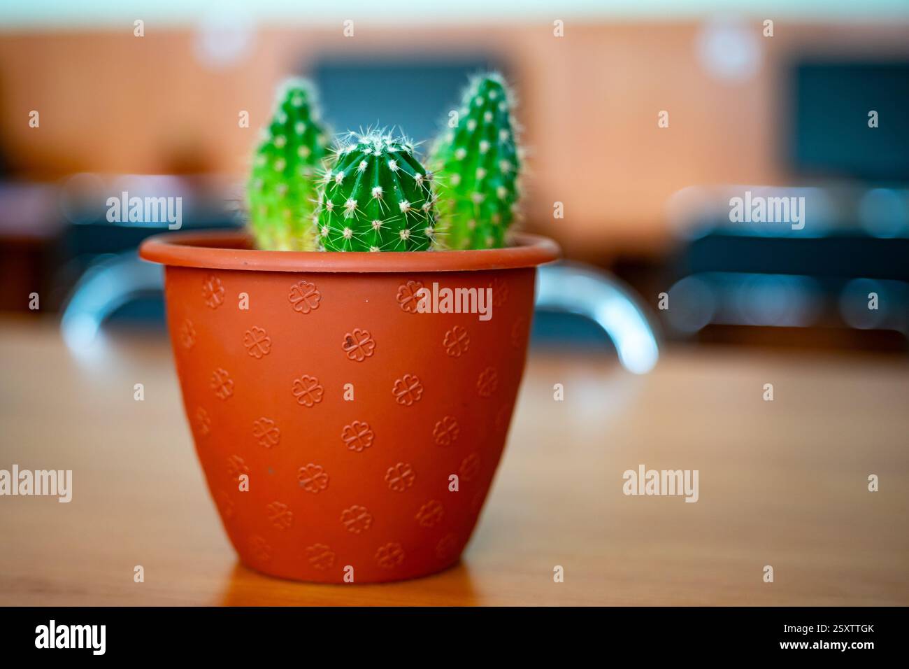 Three green cactus plants sit in a terracotta pot, placed on a wooden ...