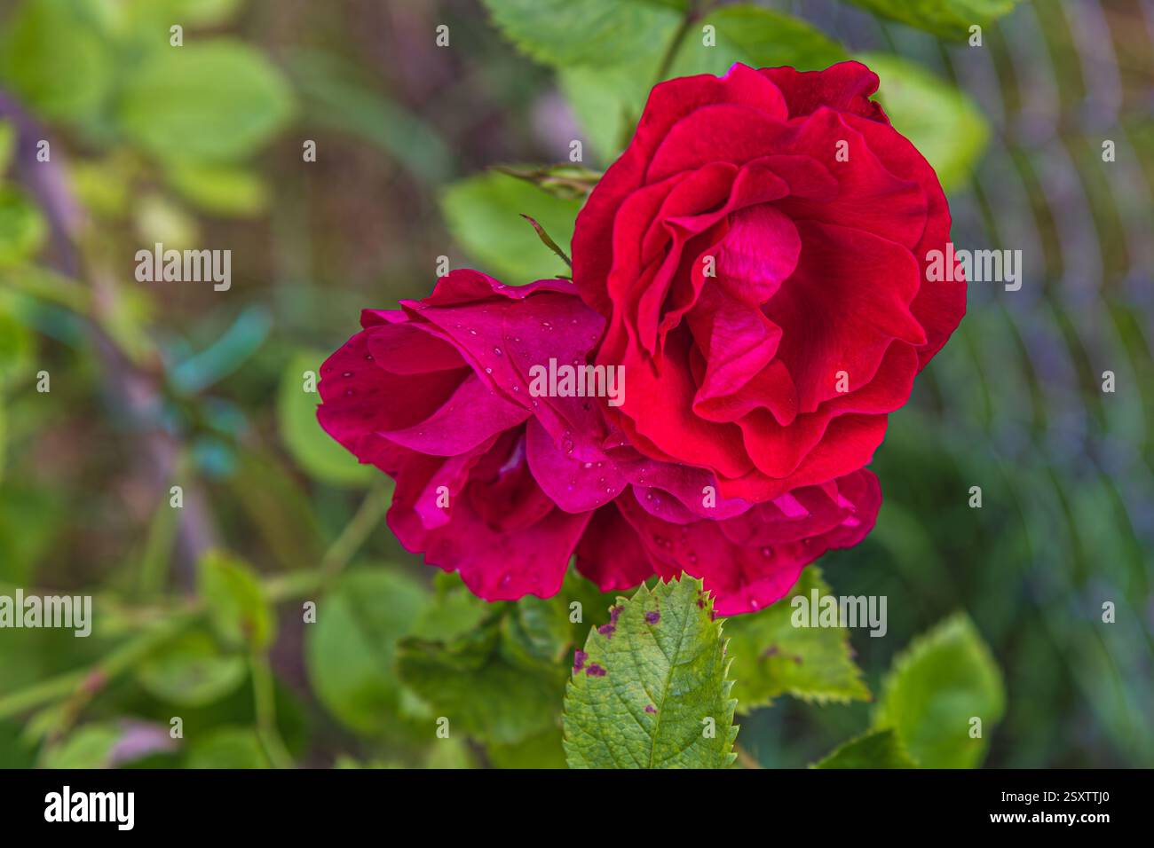 Two stunning red roses unfold their petals, showcasing their rich color ...