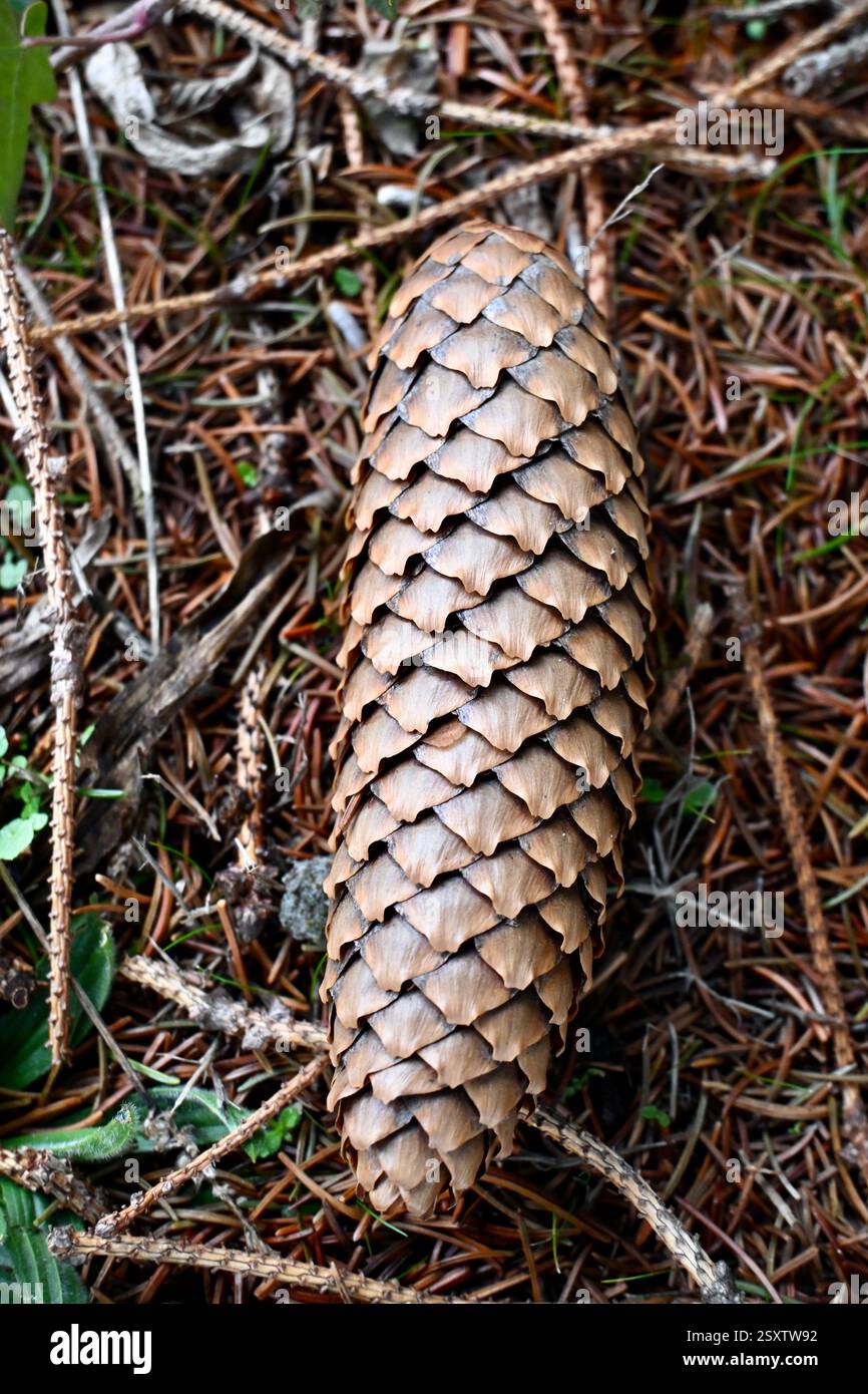Mature picea abies common Norway spruce cone fallen from the tree Stock Photo - Alamy