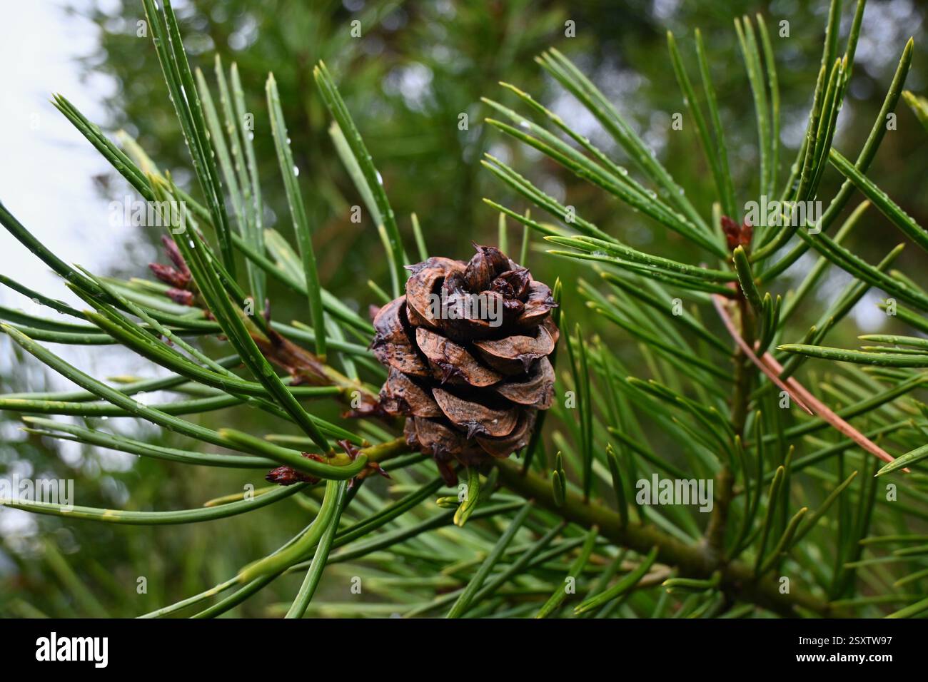 Leaves and seed cone of pinus bungeana, the lacebark pine Stock Photo ...