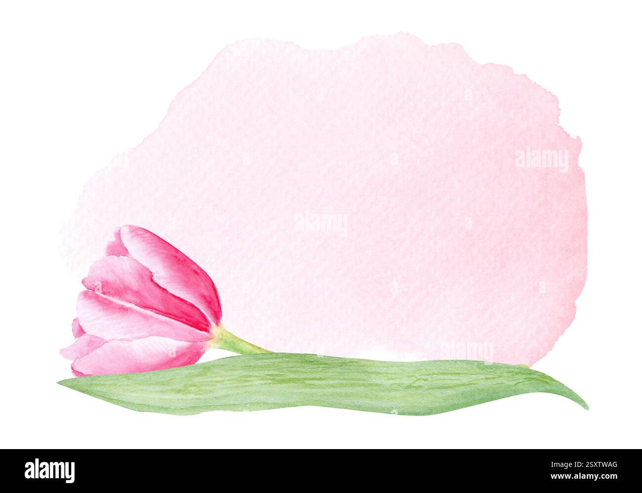 Tulip flower watercolor horizontal card on pink background. Hand ...
