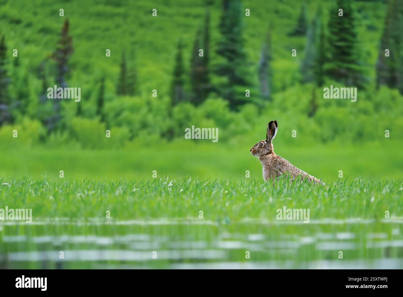 Cute hare sitting in green grass. Wildlife scene from nature. Animal on ...