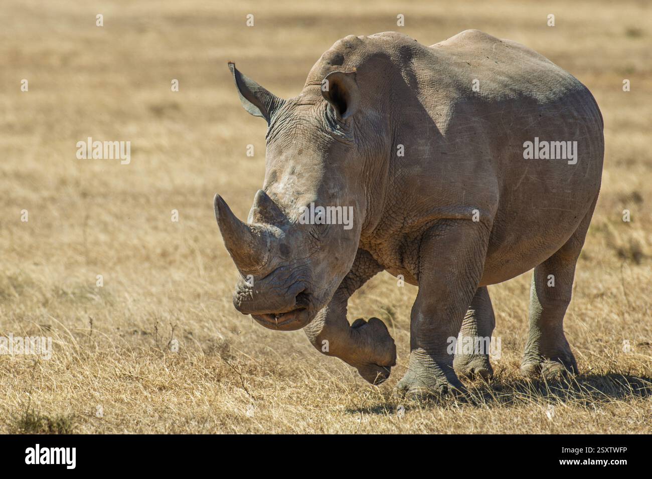 Black rhinoceros running hi-res stock photography and images - Alamy