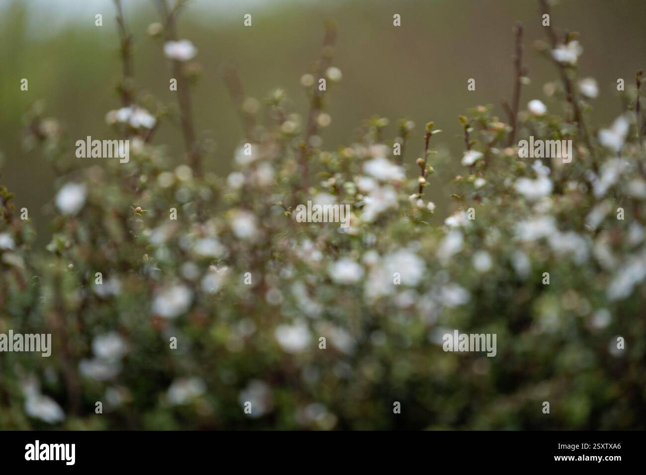 New Zealand native manuka flowers at Bluff, Southland. Textured nature ...
