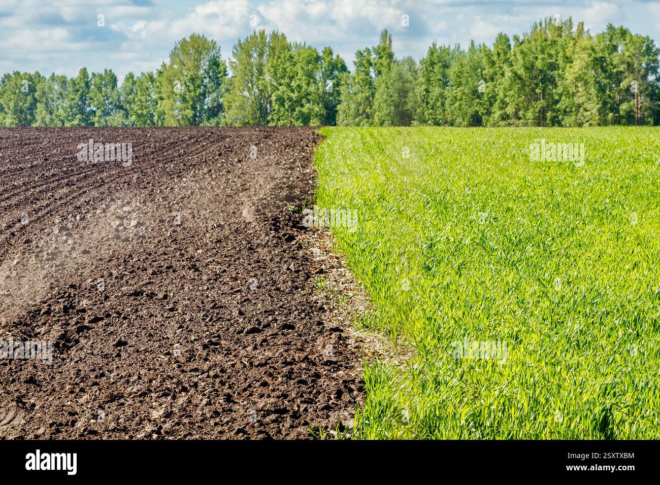 A scenic rural landscape featuring a striking contrast between a lush ...