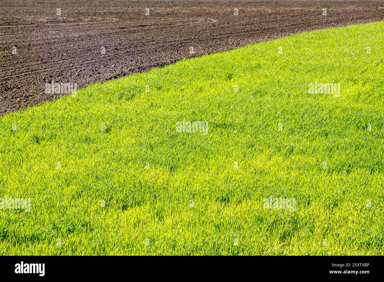 A scenic rural landscape featuring a striking contrast between a lush ...