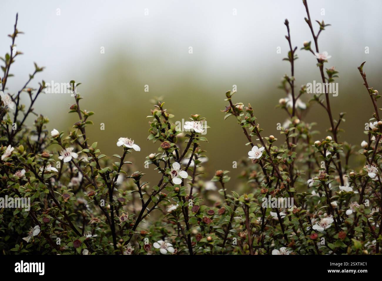 New Zealand native manuka flowers at Bluff, Southland. Textured nature ...