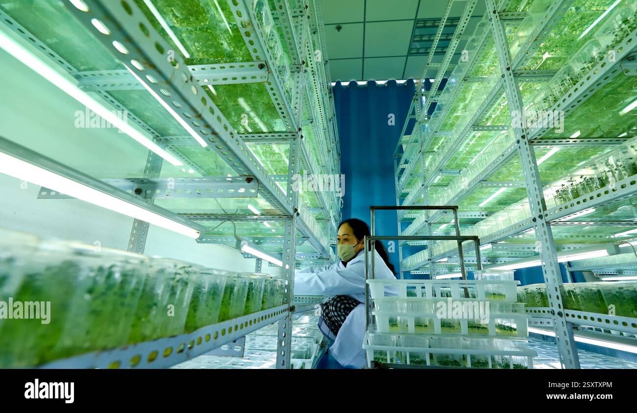 ZHANGYE, CHINA - FEBRUARY 25, 2025 - A staff member is carrying virus ...