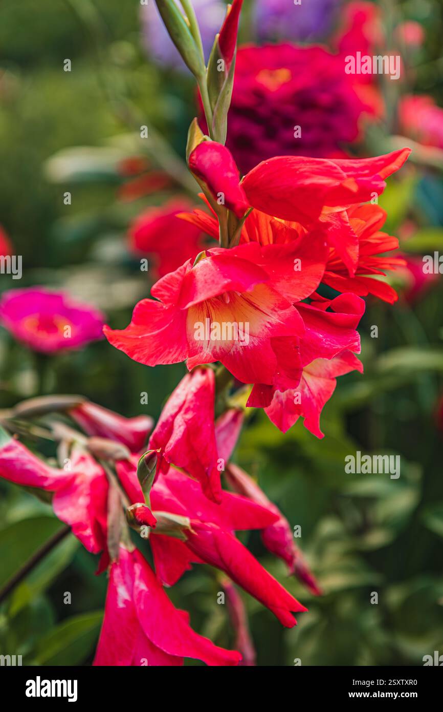 Brilliant red blooms capture attention in a vibrant garden, showcasing ...
