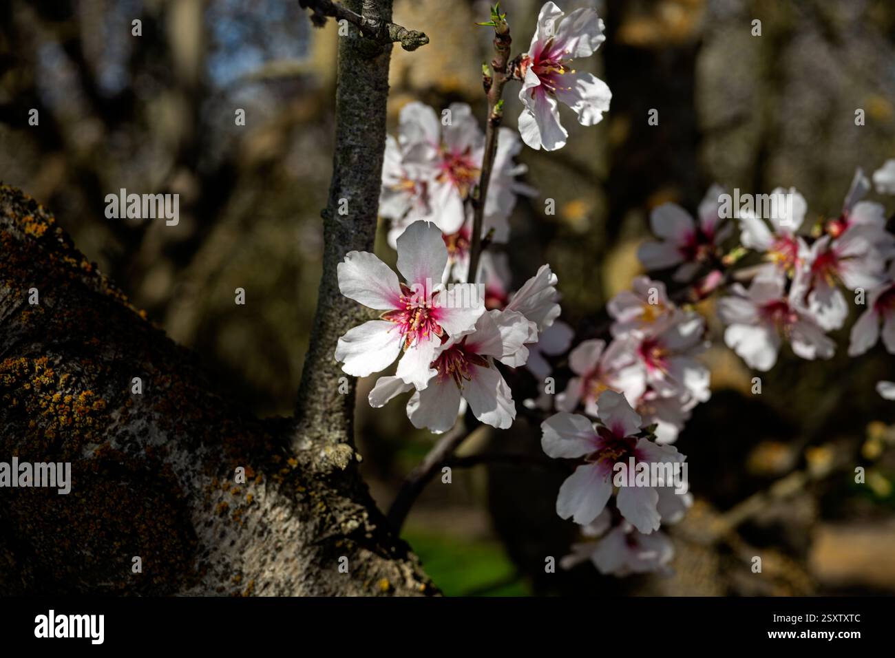 Almond Blossoms on North Ripon Road, California Stock Photo - Alamy