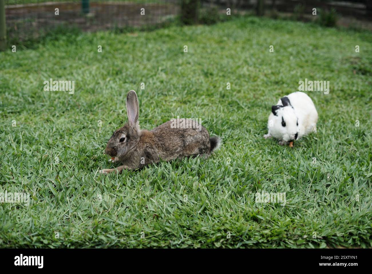brown and white rabbit playing on the grass Stock Photo - Alamy