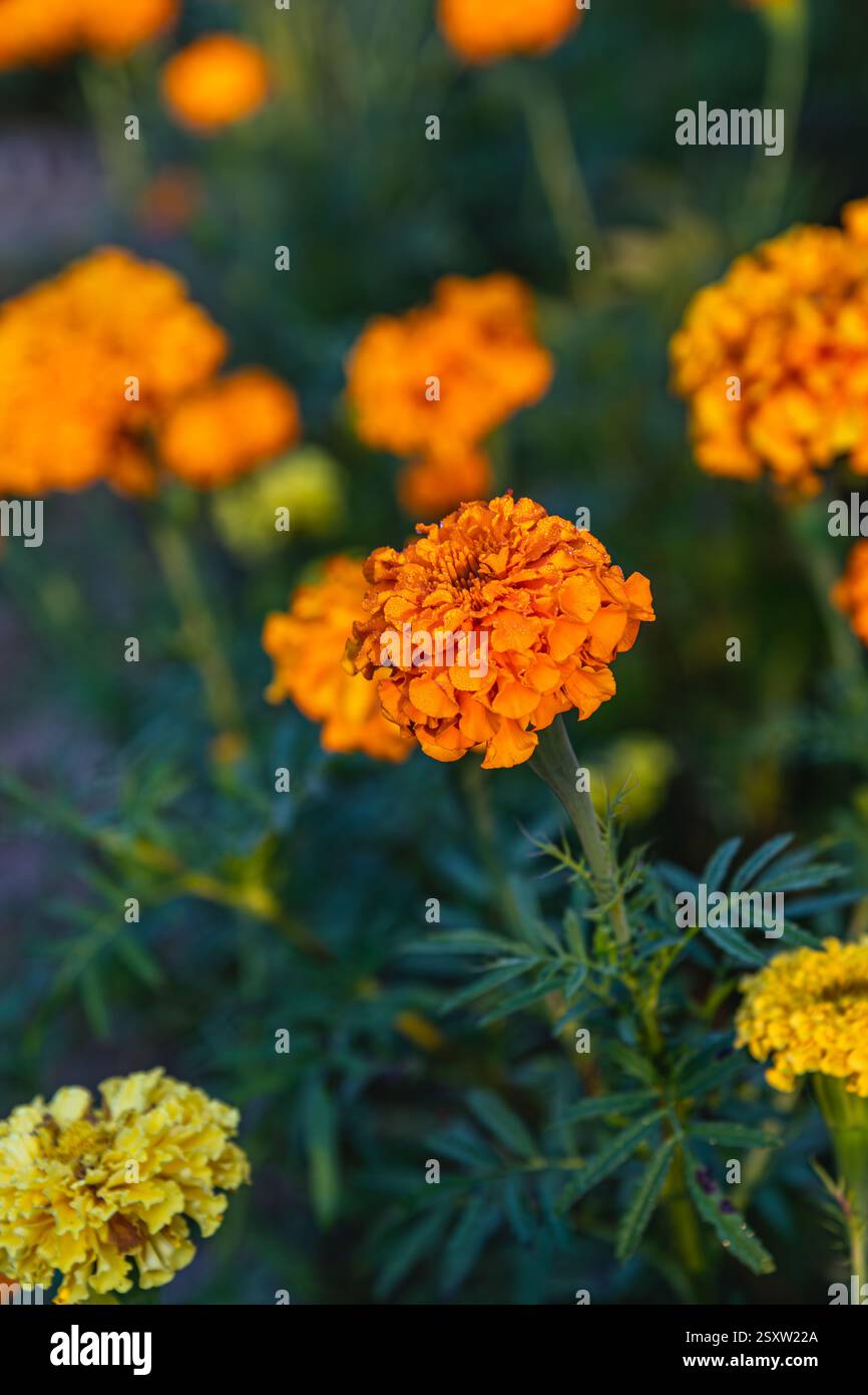 Yellow hues create hi-res stock photography and images - Alamy