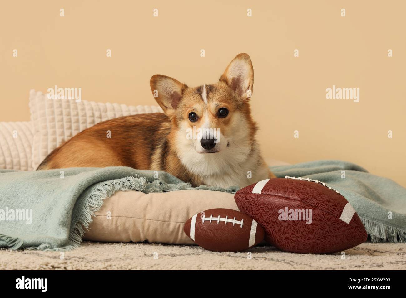 Cute Corgi dog lying on pet bed with rugby balls near beige wall Stock ...