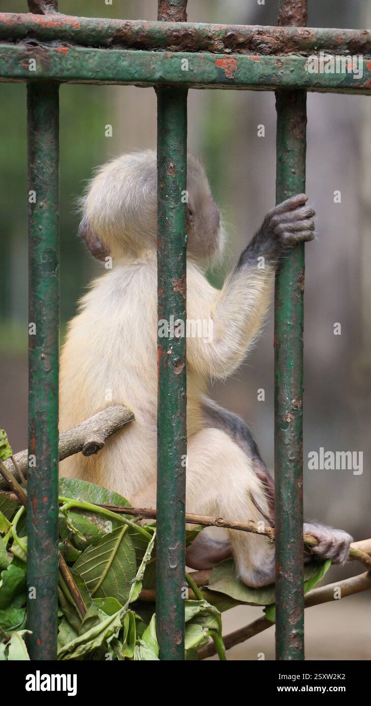 Baby monkey joyfully plays with its mother inside a zoo cage, capturing ...