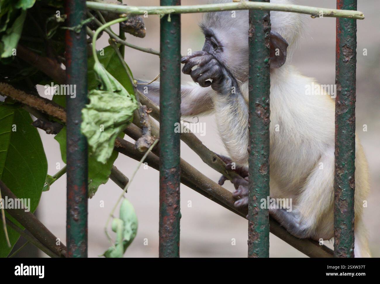 Baby monkey joyfully plays with its mother inside a zoo cage, capturing ...
