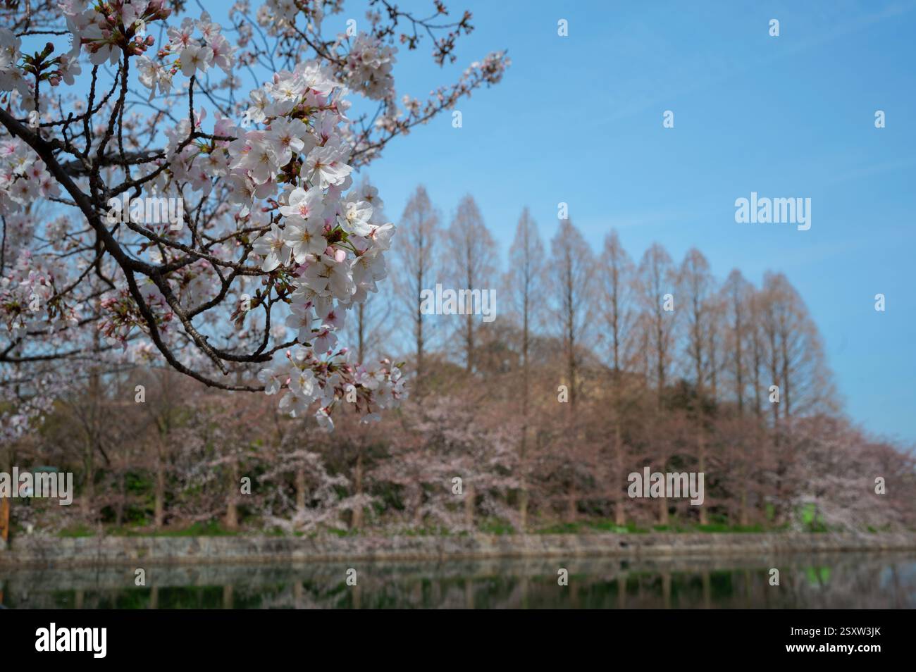 View of the Sakura blossom during spring at the Osaka Castle Park in ...