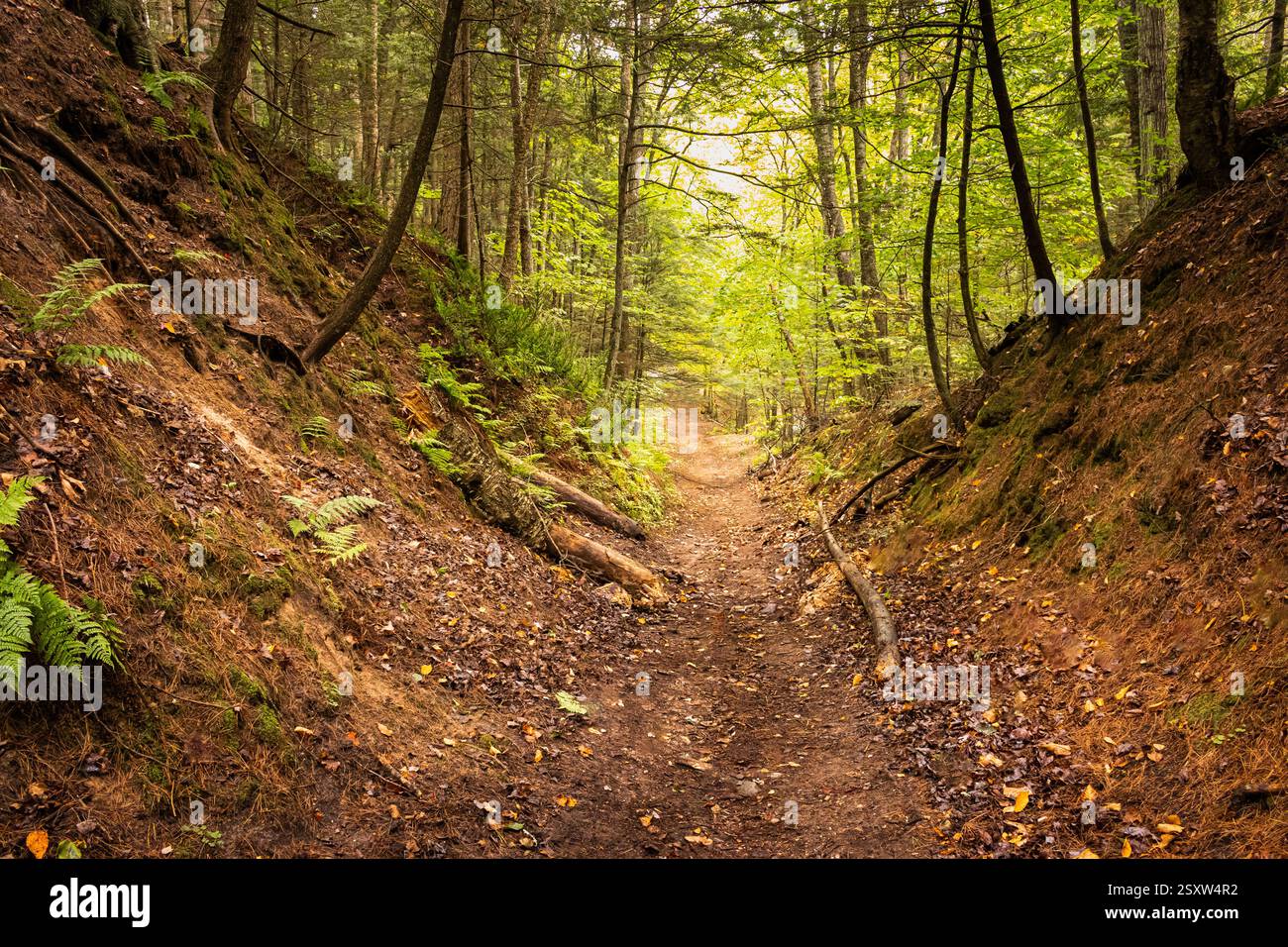 A peaceful, narrow dirt trail winds through a dense forest in Michigan ...