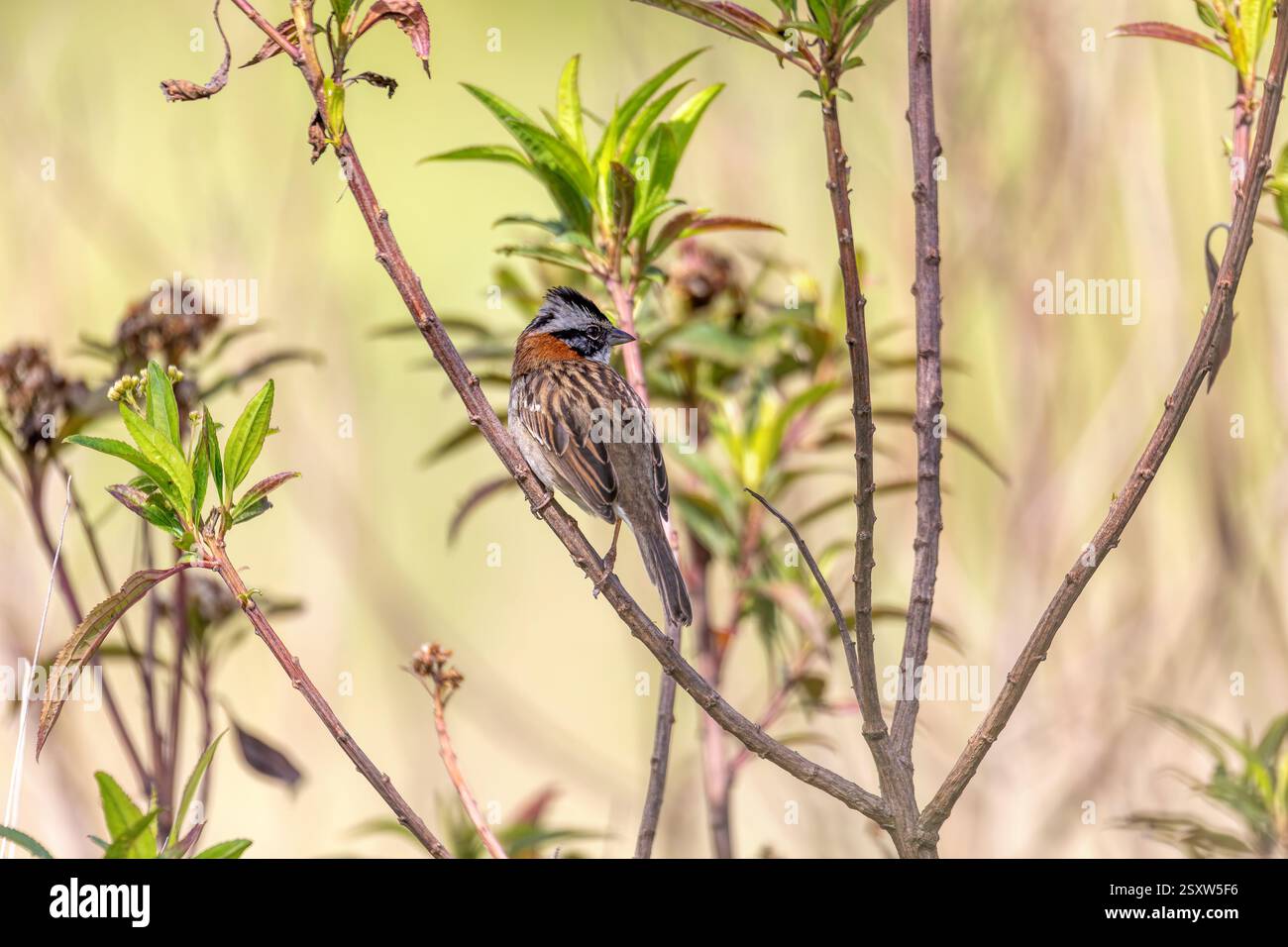 Bird Rufous-collared sparrow or Andean sparrow (Zonotrichia capensis ...