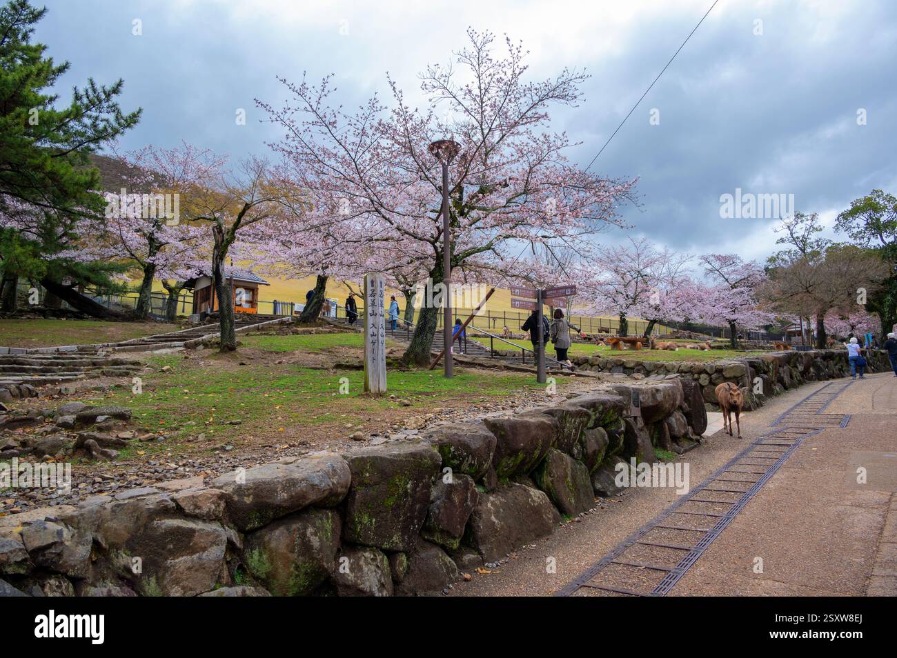 Nara Park is a beautiful park with thousands of free deer roaming ...