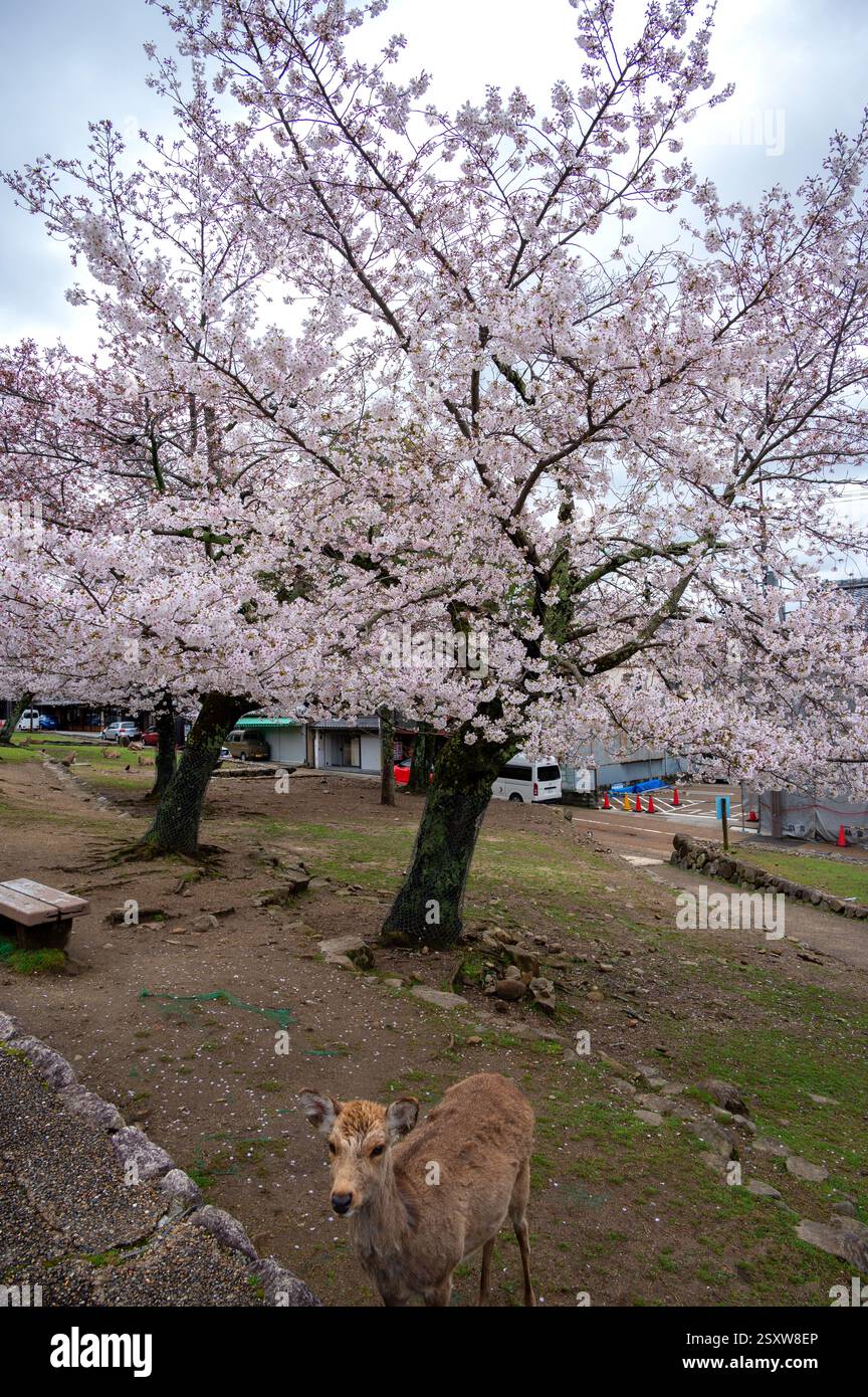 Free roaming deer interacting with tourists at the Nara park which is also the home to famous ...