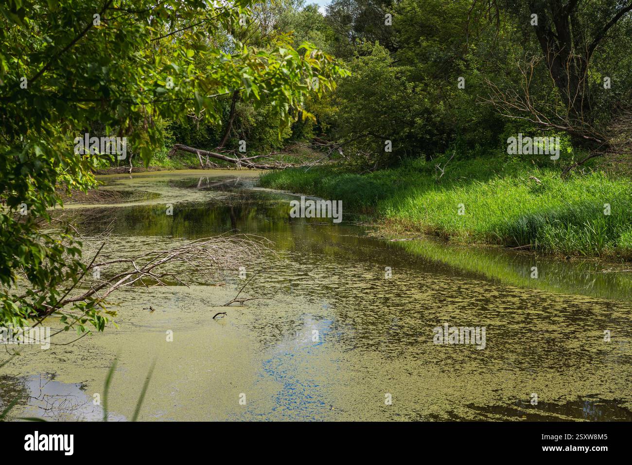 landscape with trees growing on the shores of the meander lake Stock ...